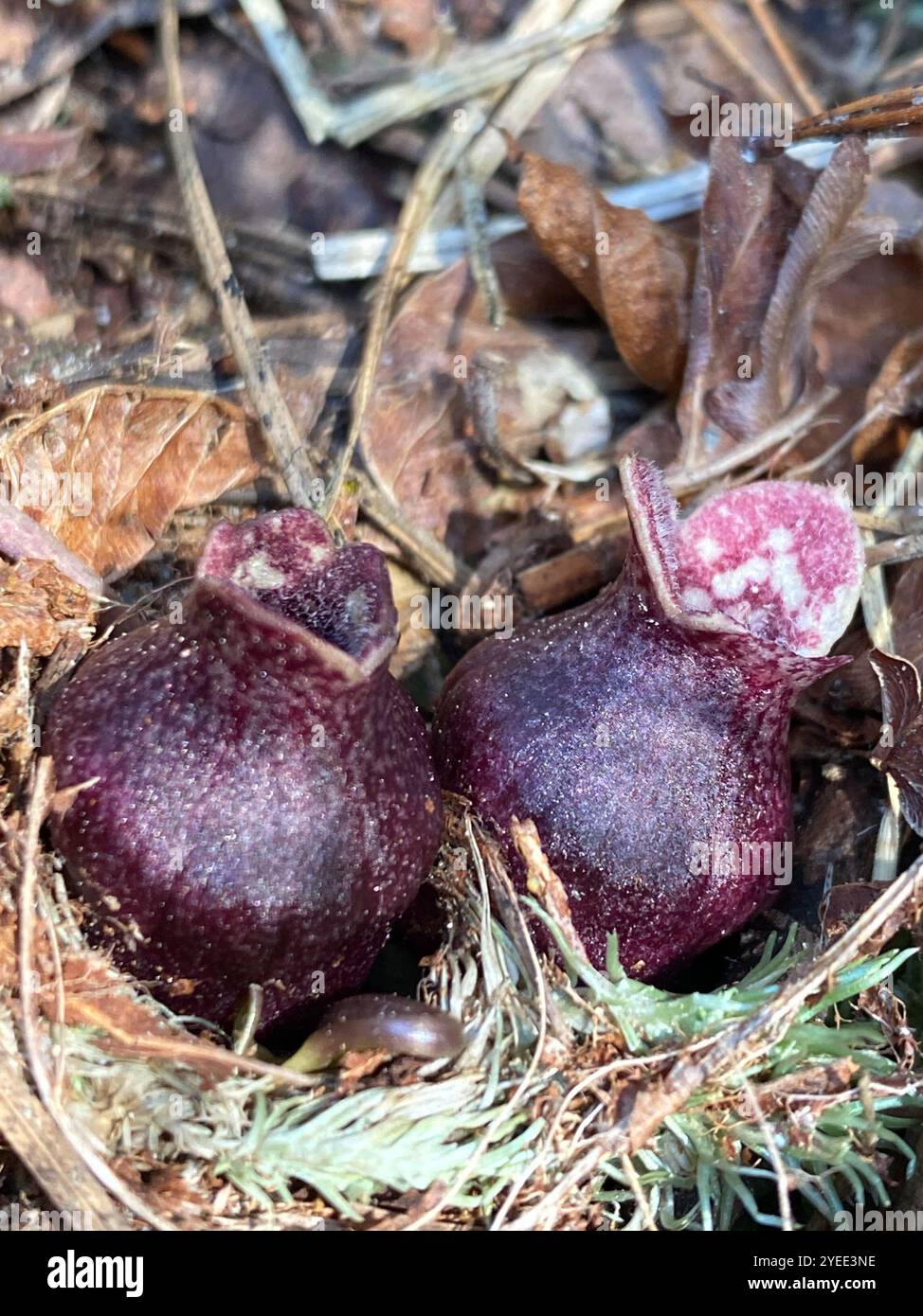French Broad heartleaf (Hexastylis rhombiformis Stock Photo - Alamy