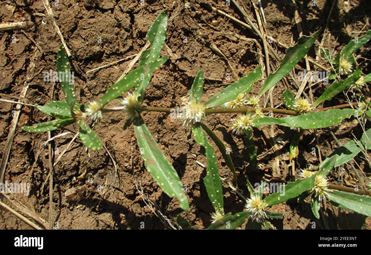 Sessile joyweed alternanthera sessilis hi-res stock photography and ...
