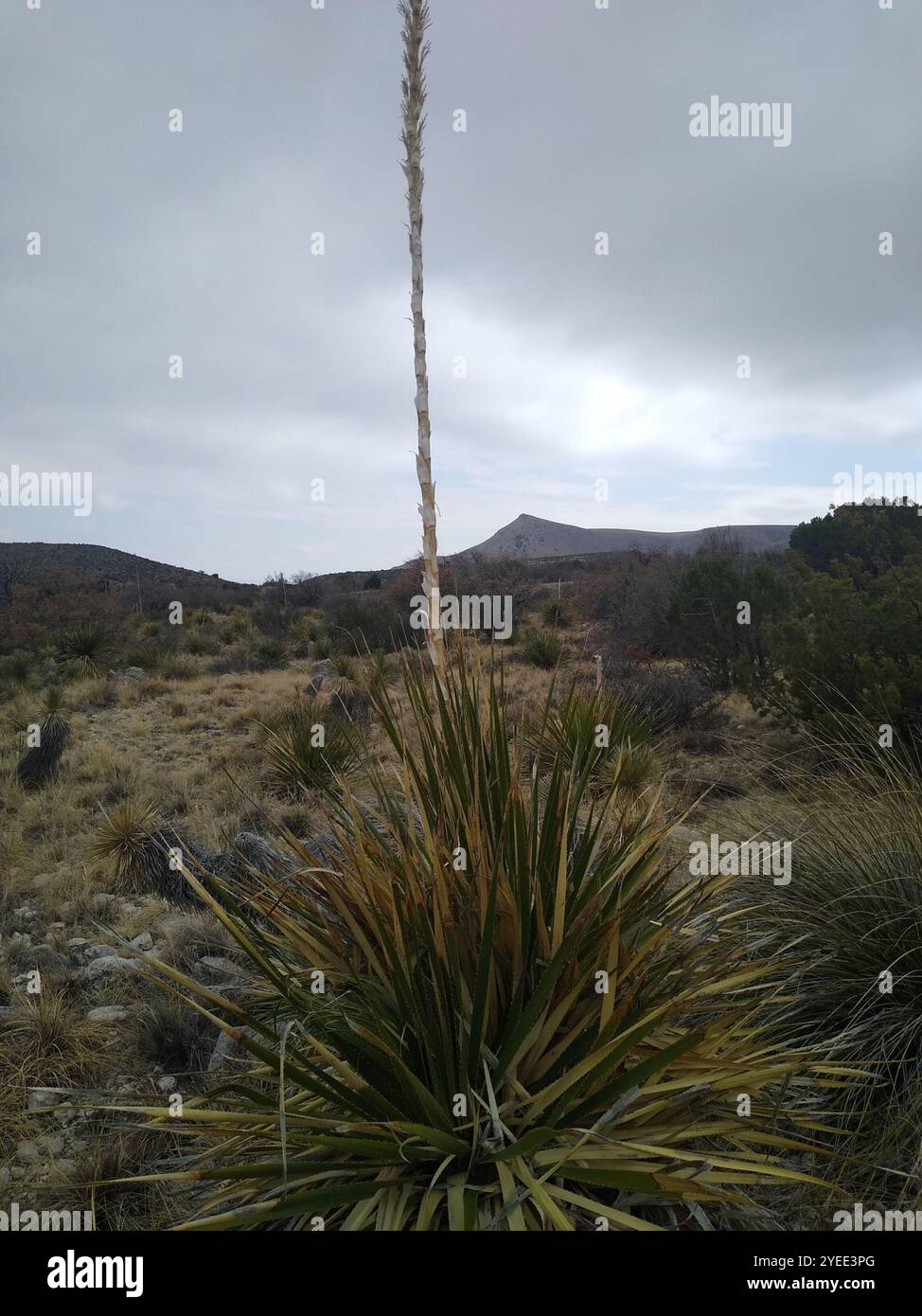 Smooth Sotol (Dasylirion leiophyllum Stock Photo - Alamy