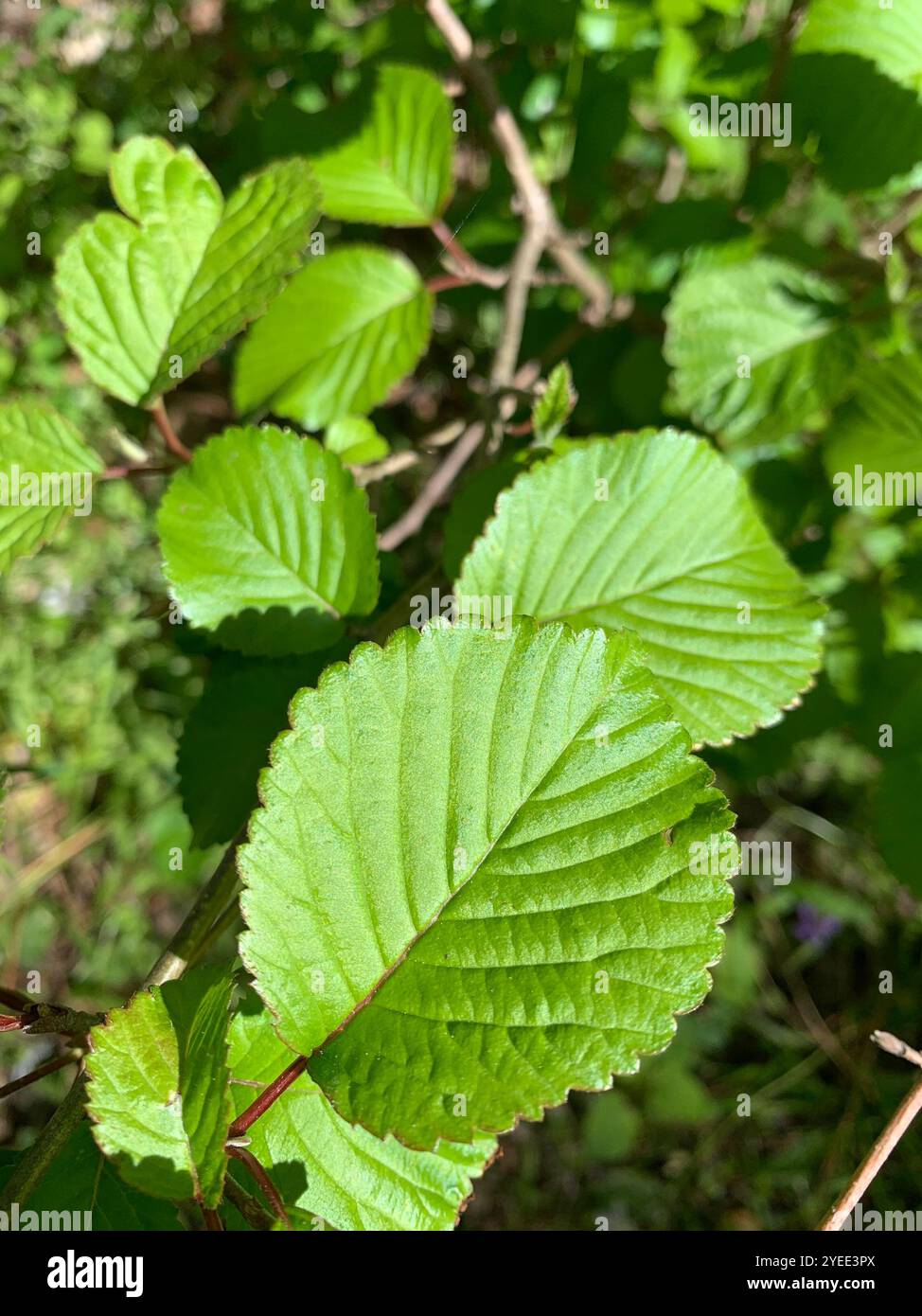 linden viburnum (Viburnum dilatatum Stock Photo - Alamy