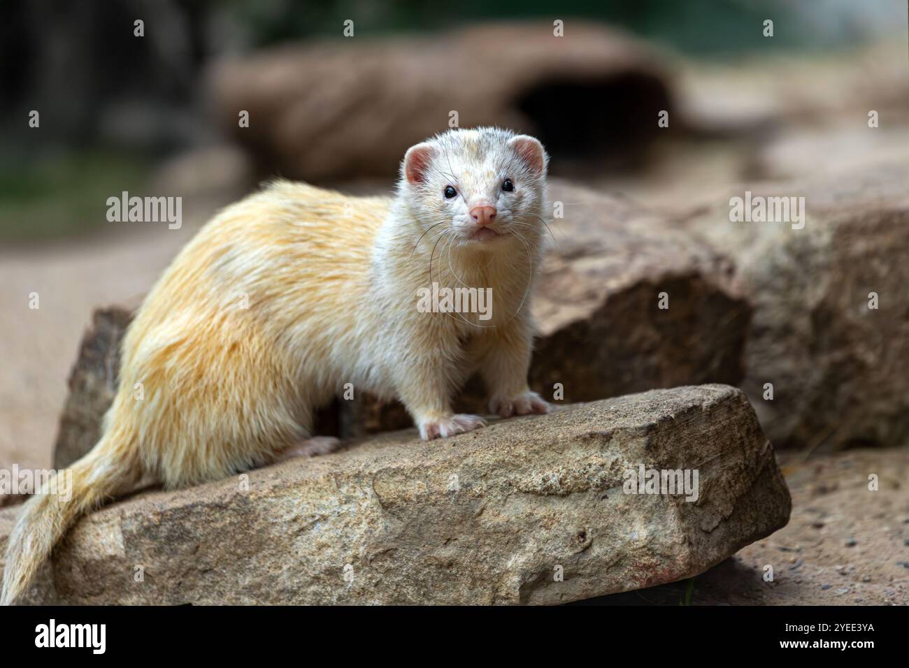 Pet ferret hi-res stock photography and images - Alamy