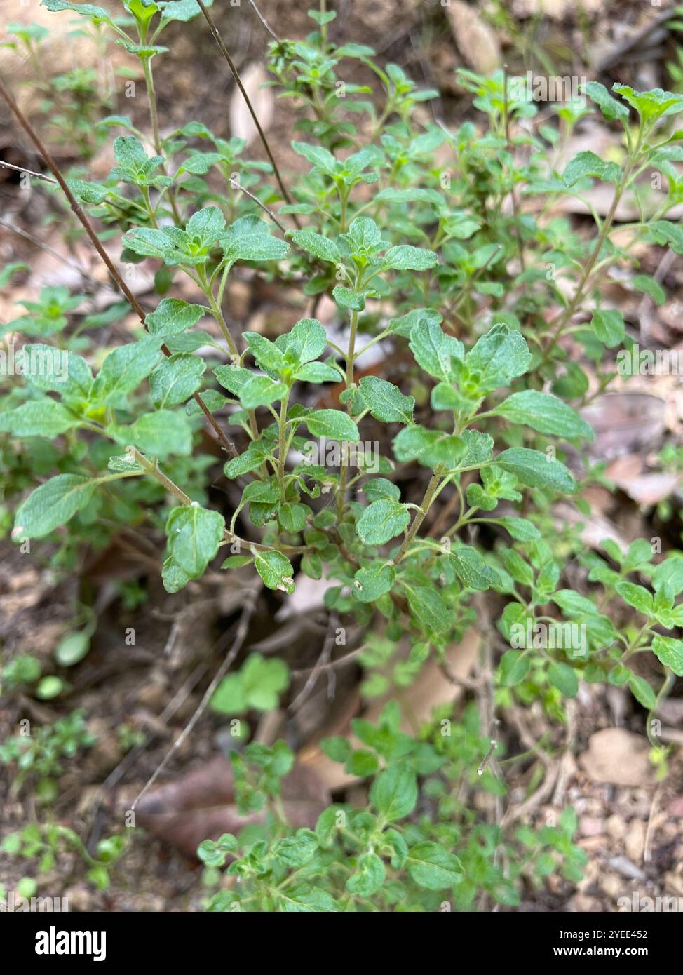 Coyote mint hi-res stock photography and images - Alamy