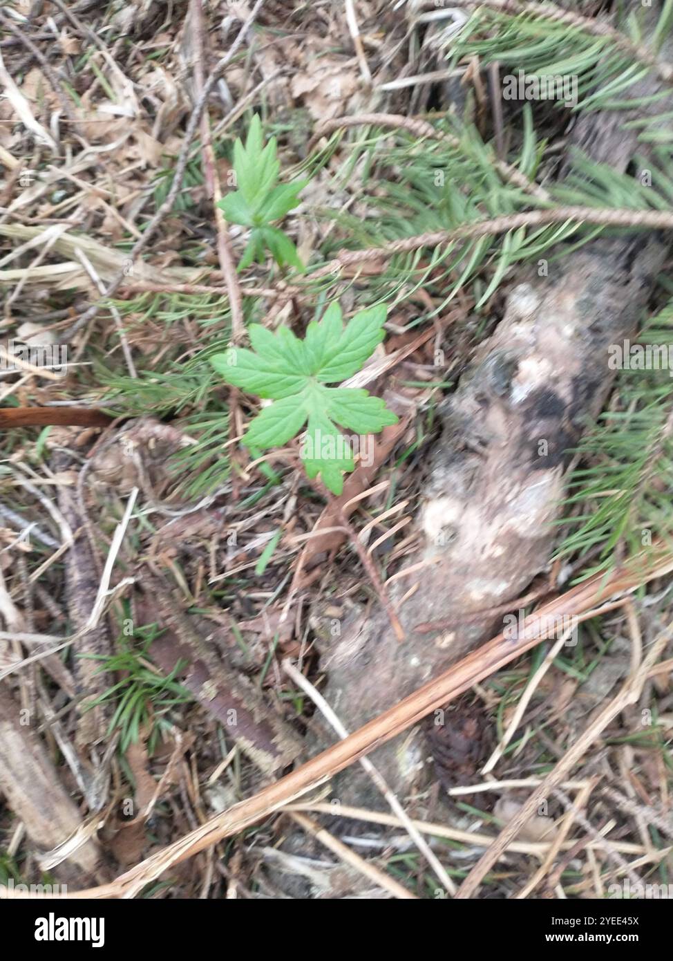 Pacific Waterleaf (Hydrophyllum tenuipes Stock Photo - Alamy