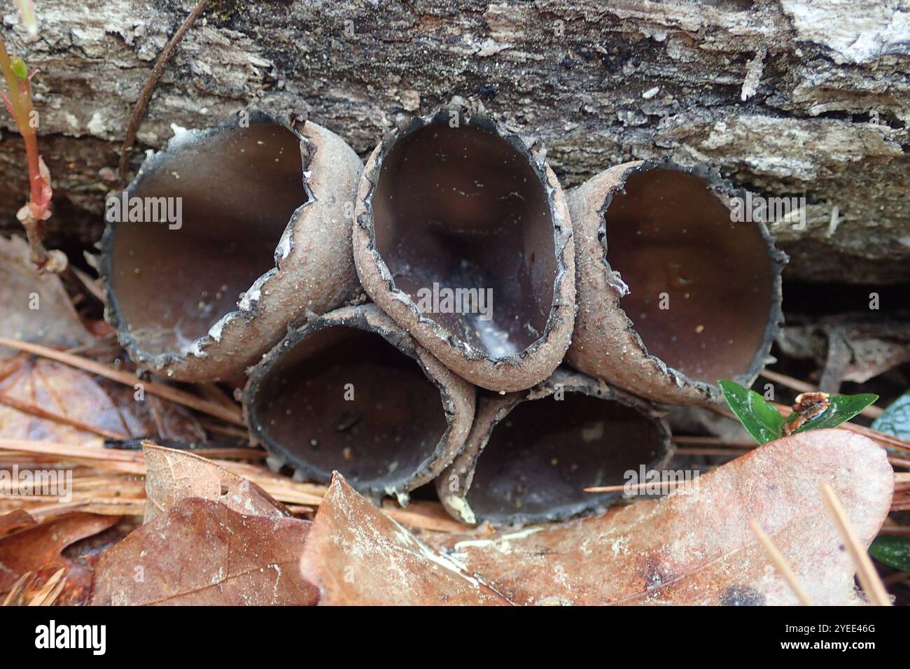 devil's urn (Urnula craterium Stock Photo - Alamy