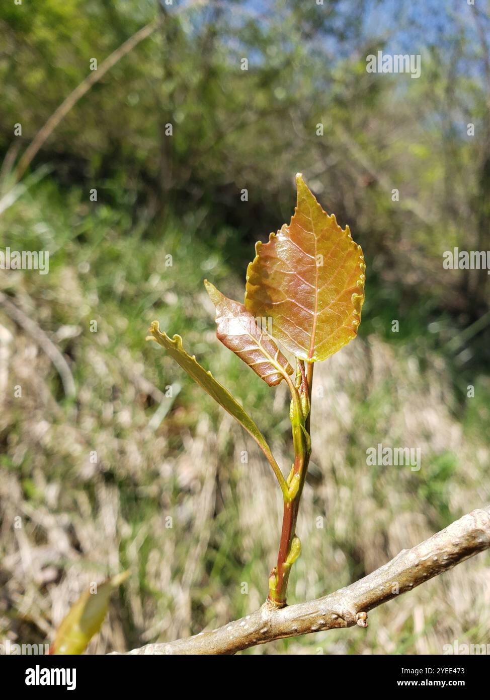 Eastern Cottonwood (Populus deltoides Stock Photo - Alamy