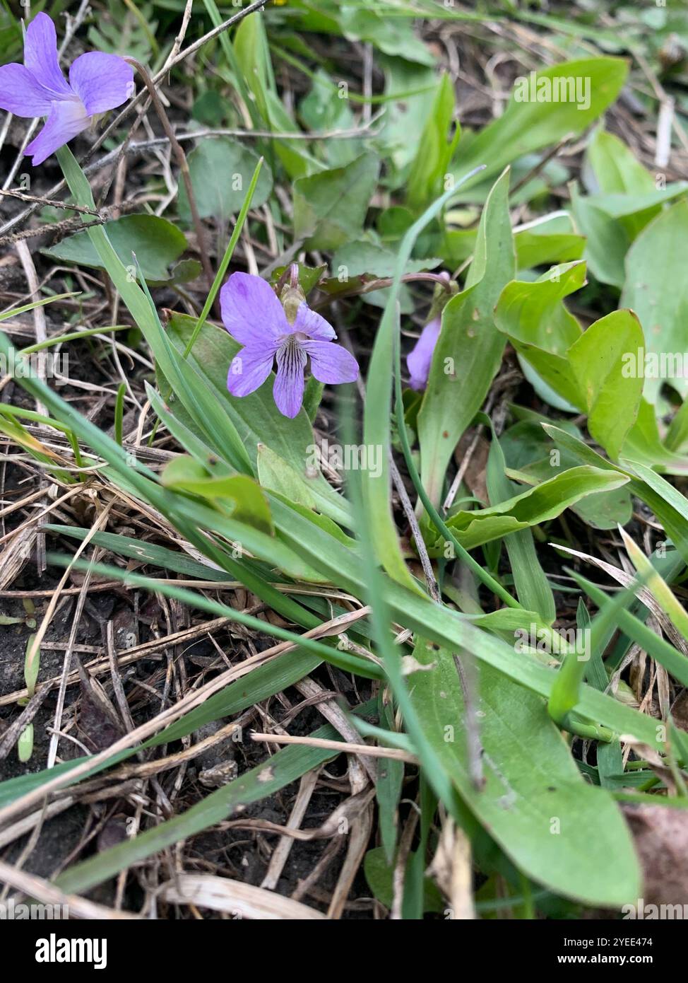 Prairie Violet (Viola pedatifida Stock Photo - Alamy
