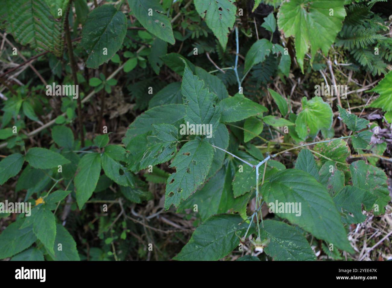 Andean Raspberry (Rubus glaucus Stock Photo - Alamy