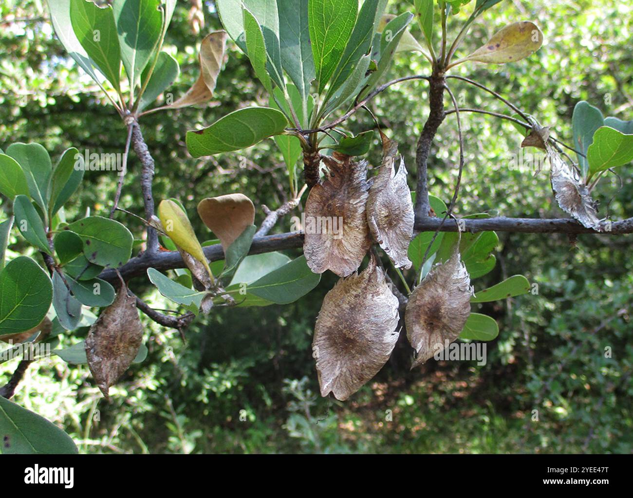 Purplepod clusterleaf (Terminalia prunioides Stock Photo - Alamy