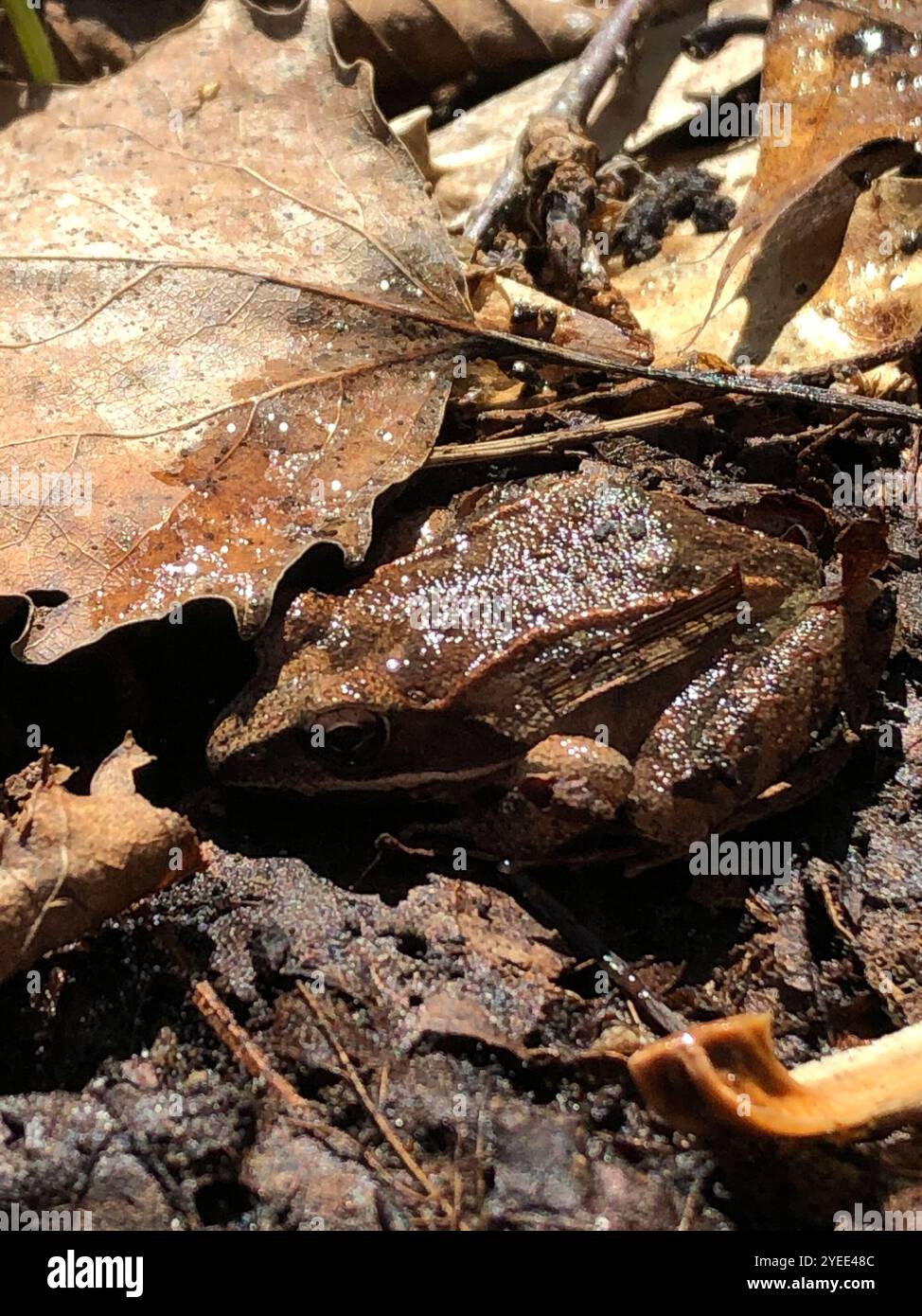 Wood Frog (Lithobates sylvaticus Stock Photo - Alamy