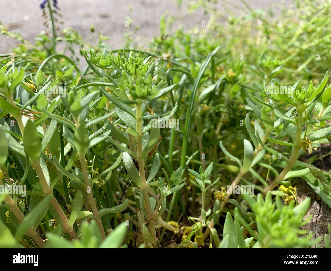 Stringy Stonecrop (Sedum sarmentosum Stock Photo - Alamy