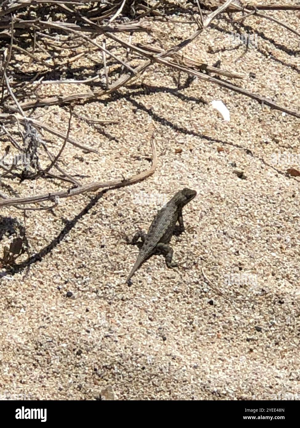 Western Fence Lizard (Sceloporus occidentalis Stock Photo - Alamy