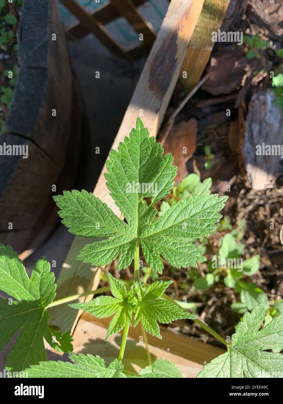 Japanese Hops (Humulus scandens Stock Photo - Alamy
