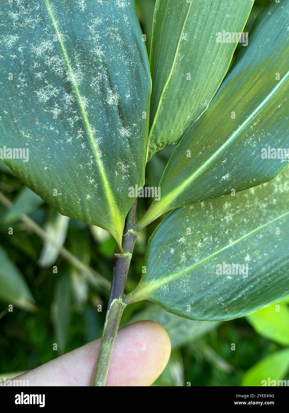broad-leaved bamboos (Sasa Stock Photo - Alamy