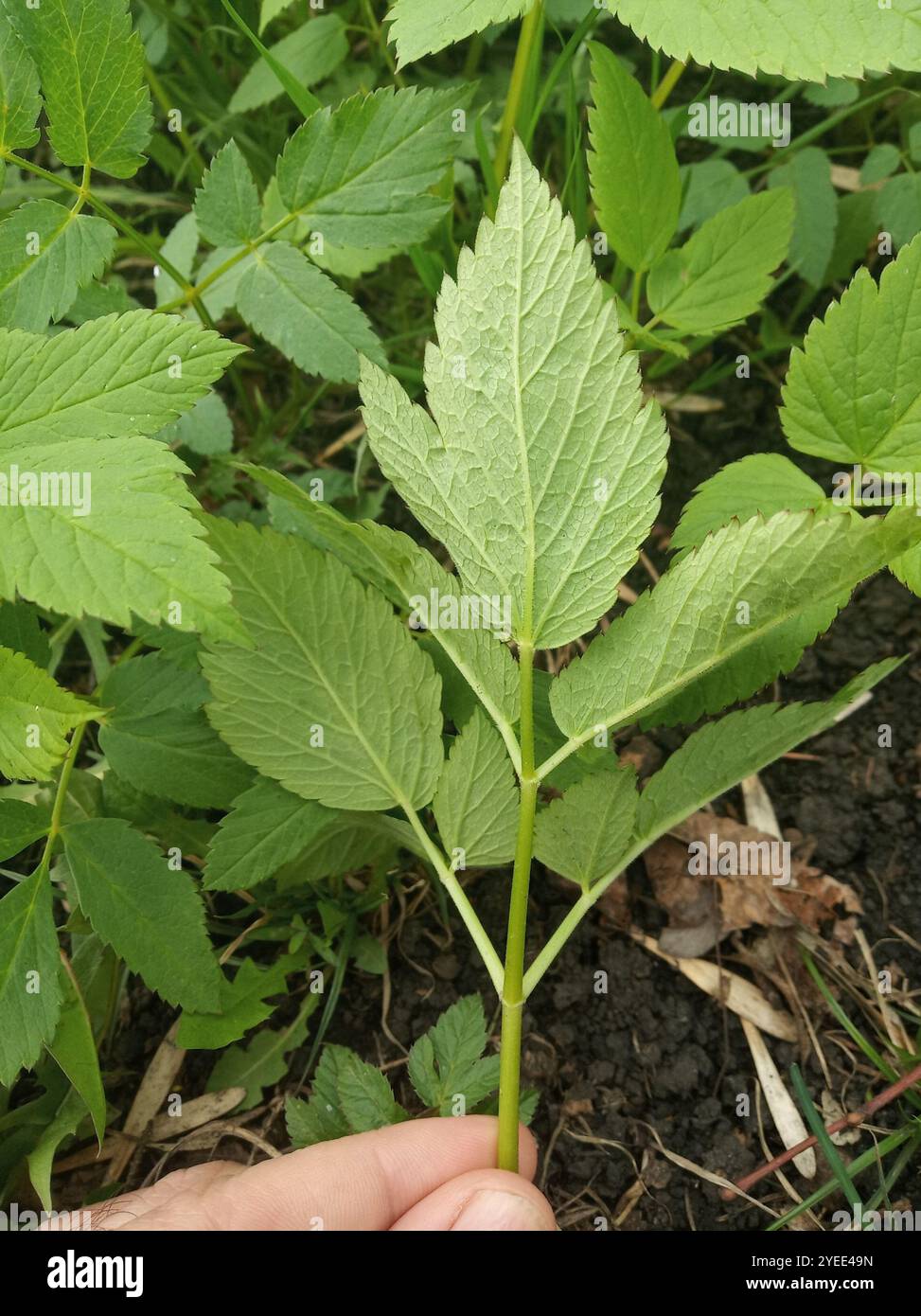 Goutweed (Aegopodium podagraria Stock Photo - Alamy