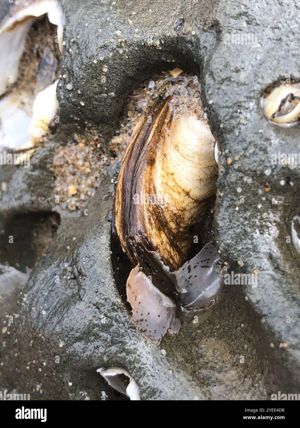 Penitella penita hi-res stock photography and images - Alamy