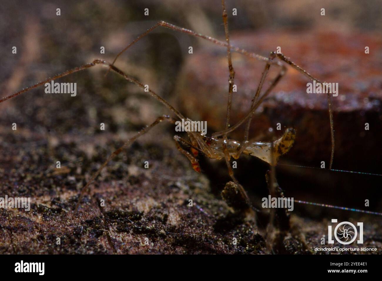 Rhomphaea hi-res stock photography and images - Alamy