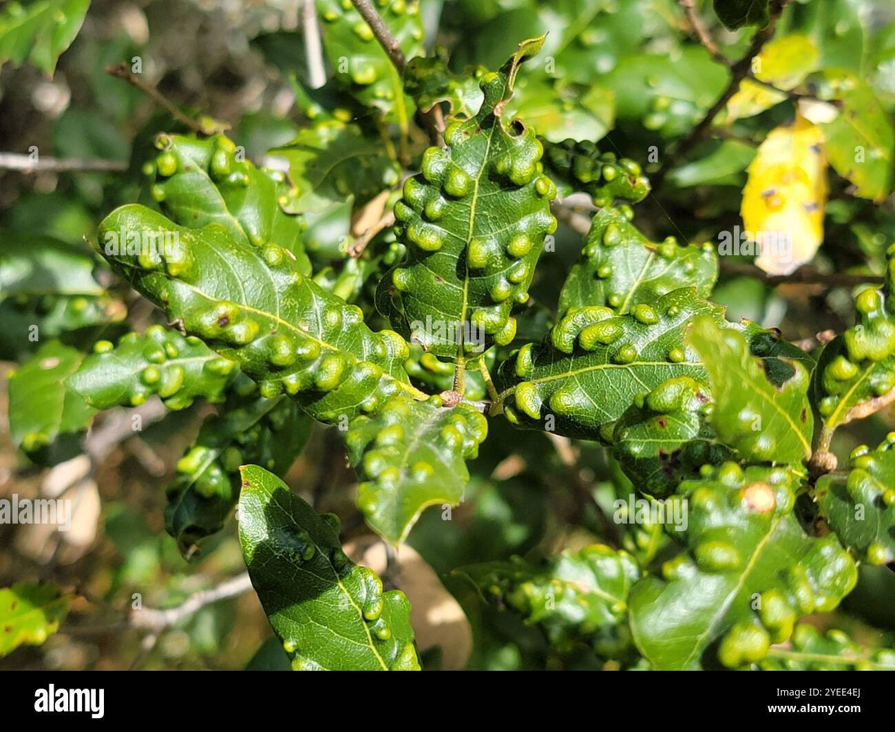 Live Oak Erineum Mite (Aceria mackiei Stock Photo - Alamy
