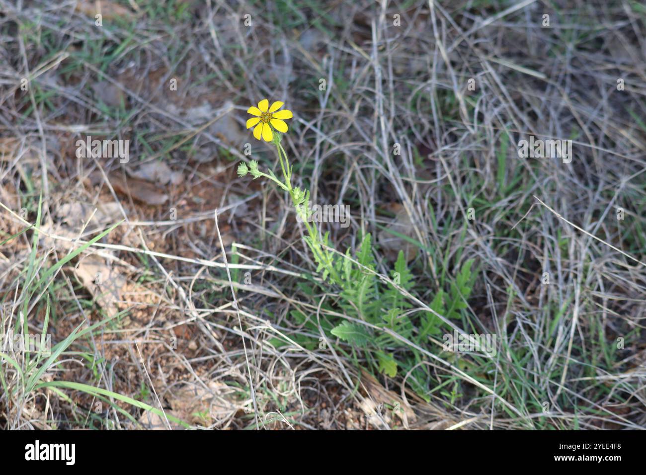Engelmann daisy hi-res stock photography and images - Alamy