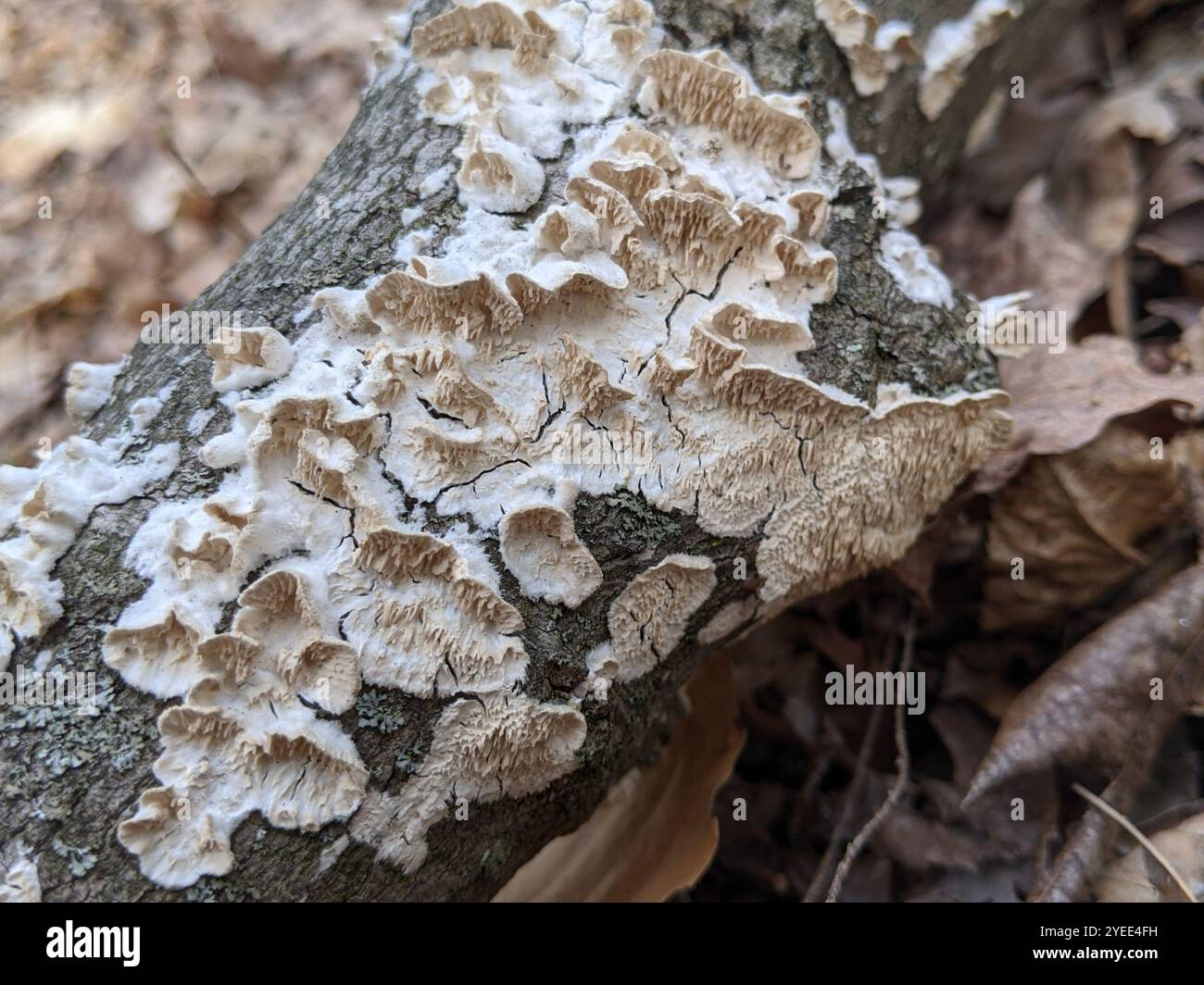 Milk-white Toothed Polypore (Irpex lacteus Stock Photo - Alamy