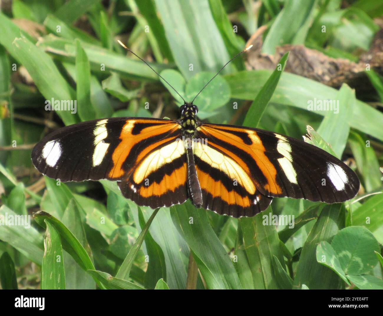 Ethilla hi-res stock photography and images - Alamy