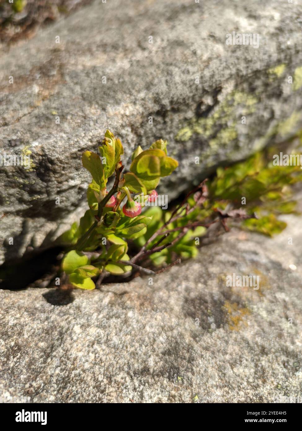 common bilberry (Vaccinium myrtillus Stock Photo - Alamy