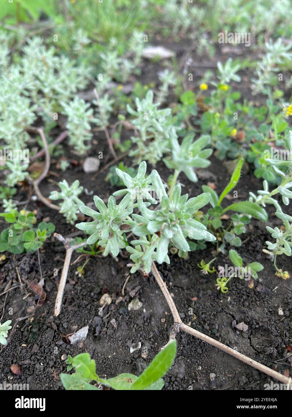 flathead rabbit tobacco (Diaperia prolifera Stock Photo - Alamy