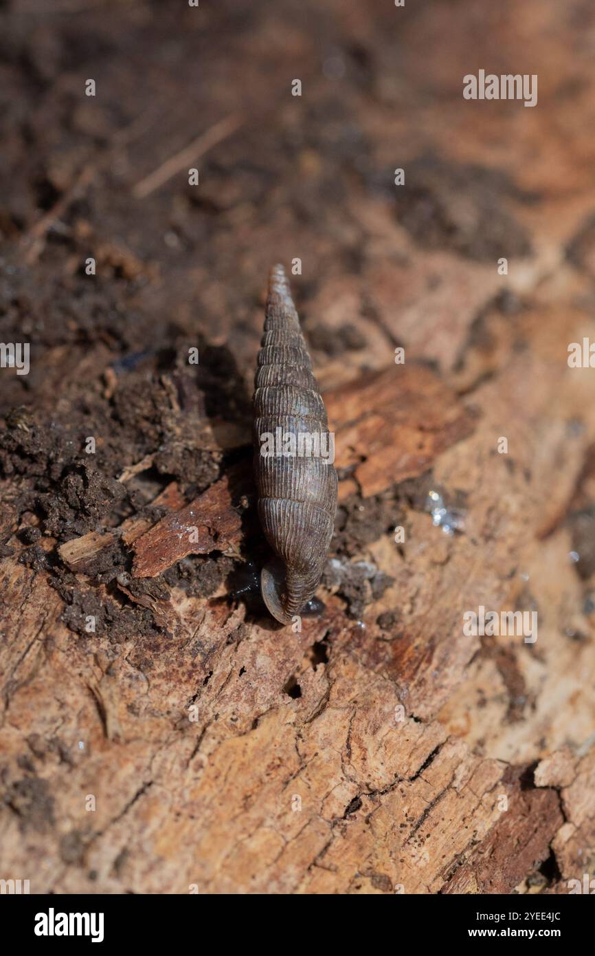 Door snails (Clausiliidae Stock Photo - Alamy