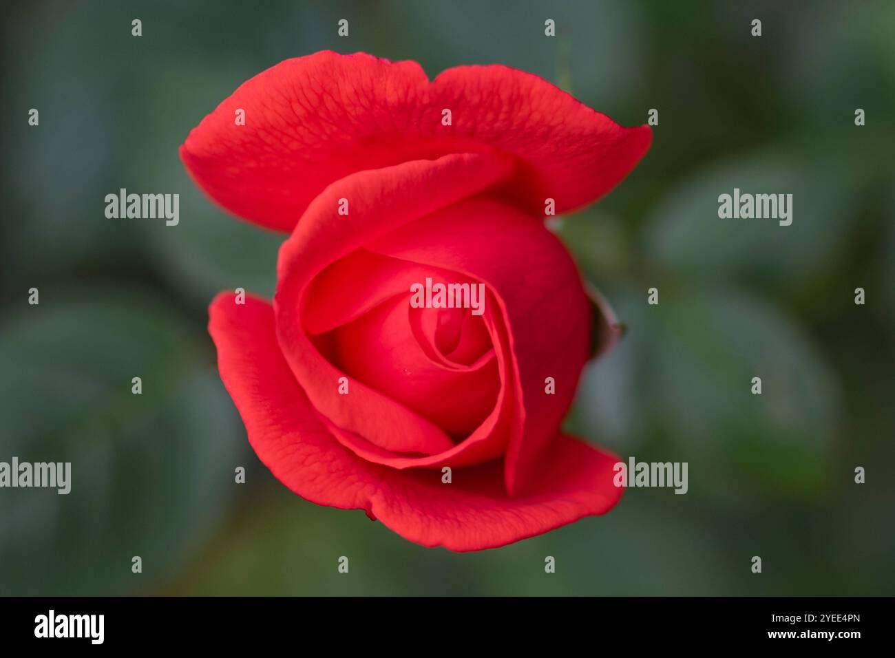 Rote Rose in Aachen am 20. Oktober 2024. GERMANY - AACHEN - ROSE Stock ...