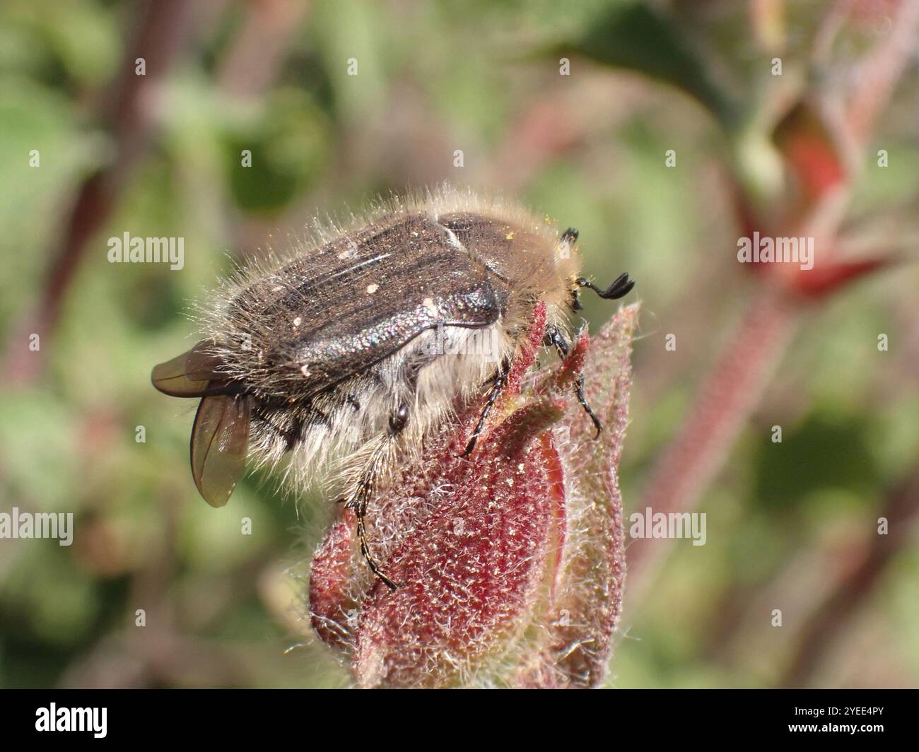 Apple Blossom Beetle (Tropinota hirta Stock Photo - Alamy