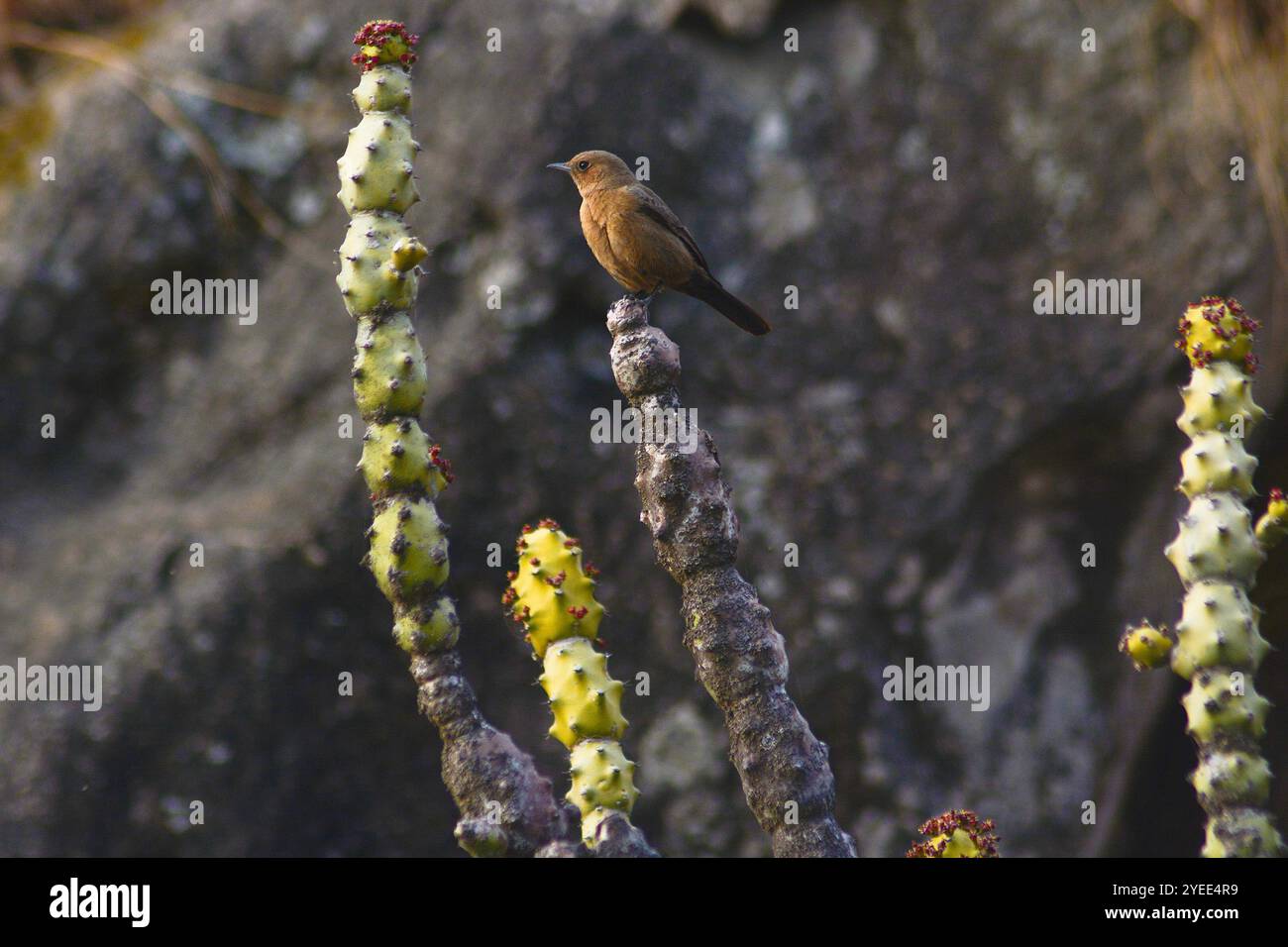Brown Rock Chat (Oenanthe fusca Stock Photo - Alamy
