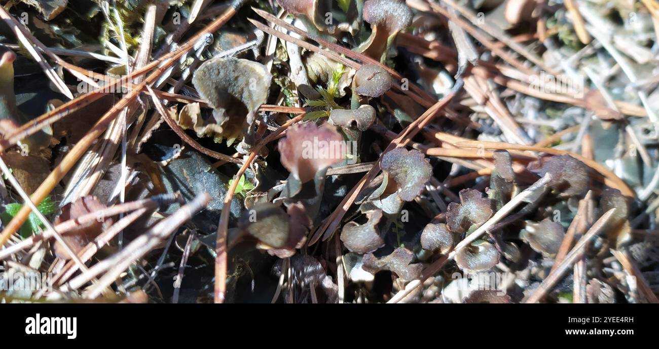 field dog lichen (Peltigera rufescens Stock Photo - Alamy