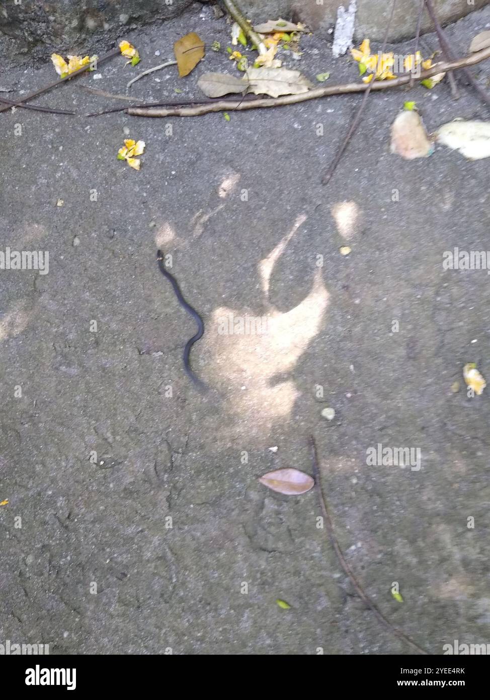 Southern Ringneck Snake (Diadophis punctatus punctatus Stock Photo - Alamy