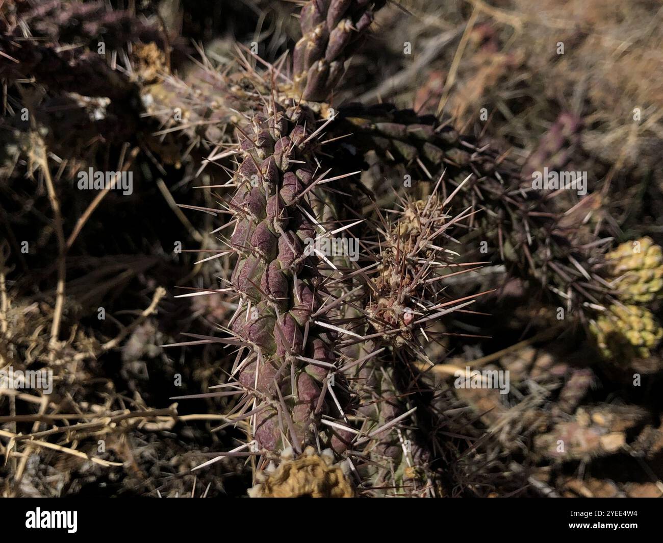 Whipple Cholla (Cylindropuntia whipplei Stock Photo - Alamy