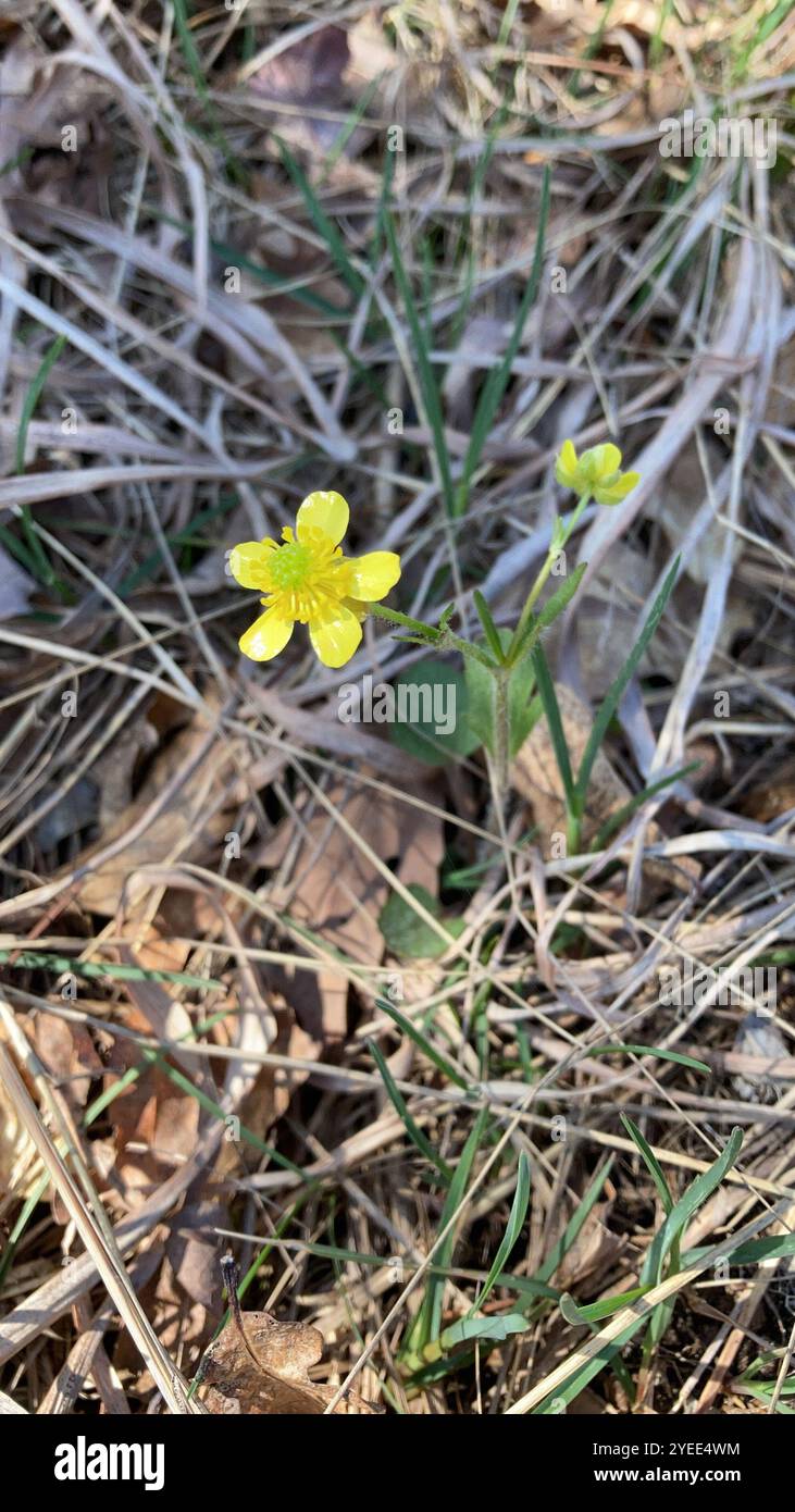 Rhomboideus hi-res stock photography and images - Alamy