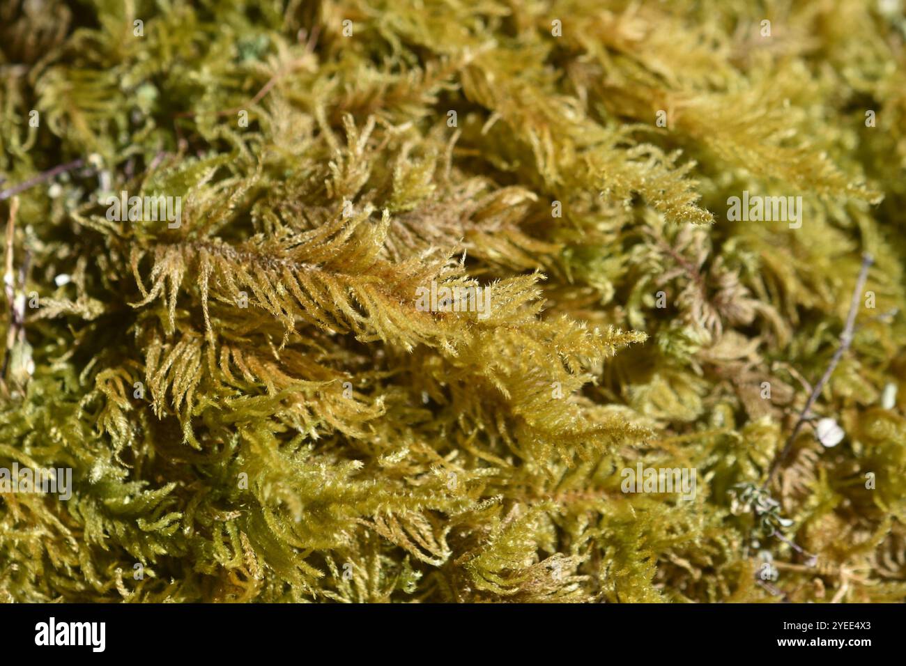 Oregon Beaked Moss (Kindbergia oregana Stock Photo - Alamy