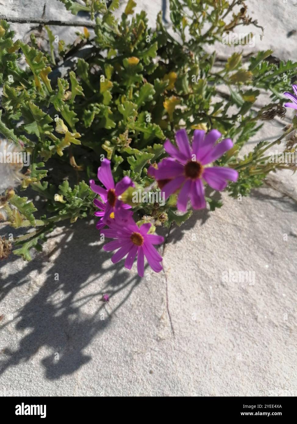 Senecio arenarius hi-res stock photography and images - Alamy