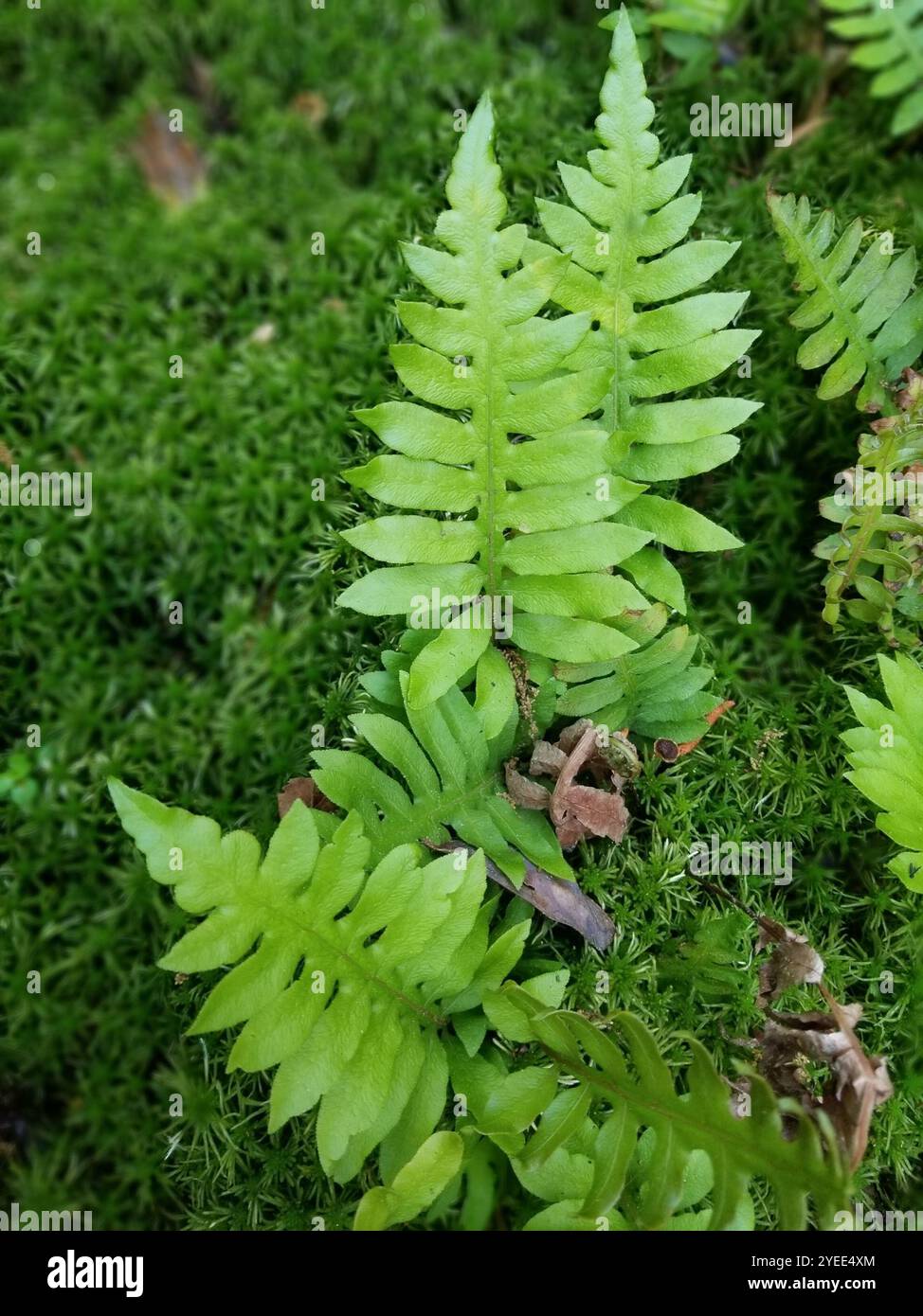 netted chain fern (Woodwardia areolata Stock Photo - Alamy