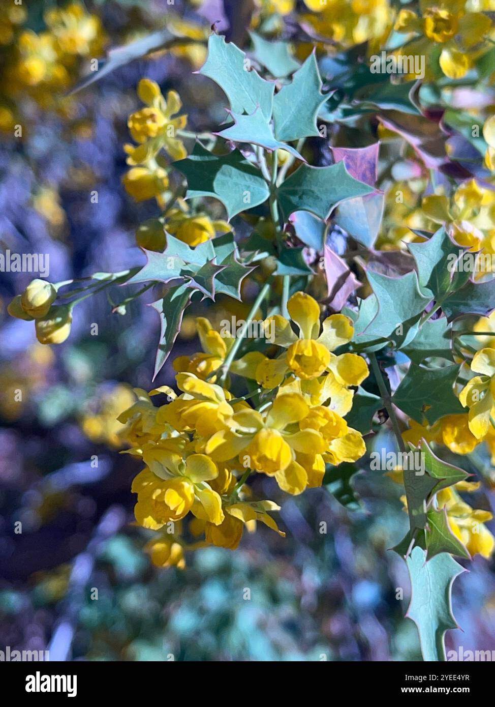 Berberis fremontii hi-res stock photography and images - Alamy