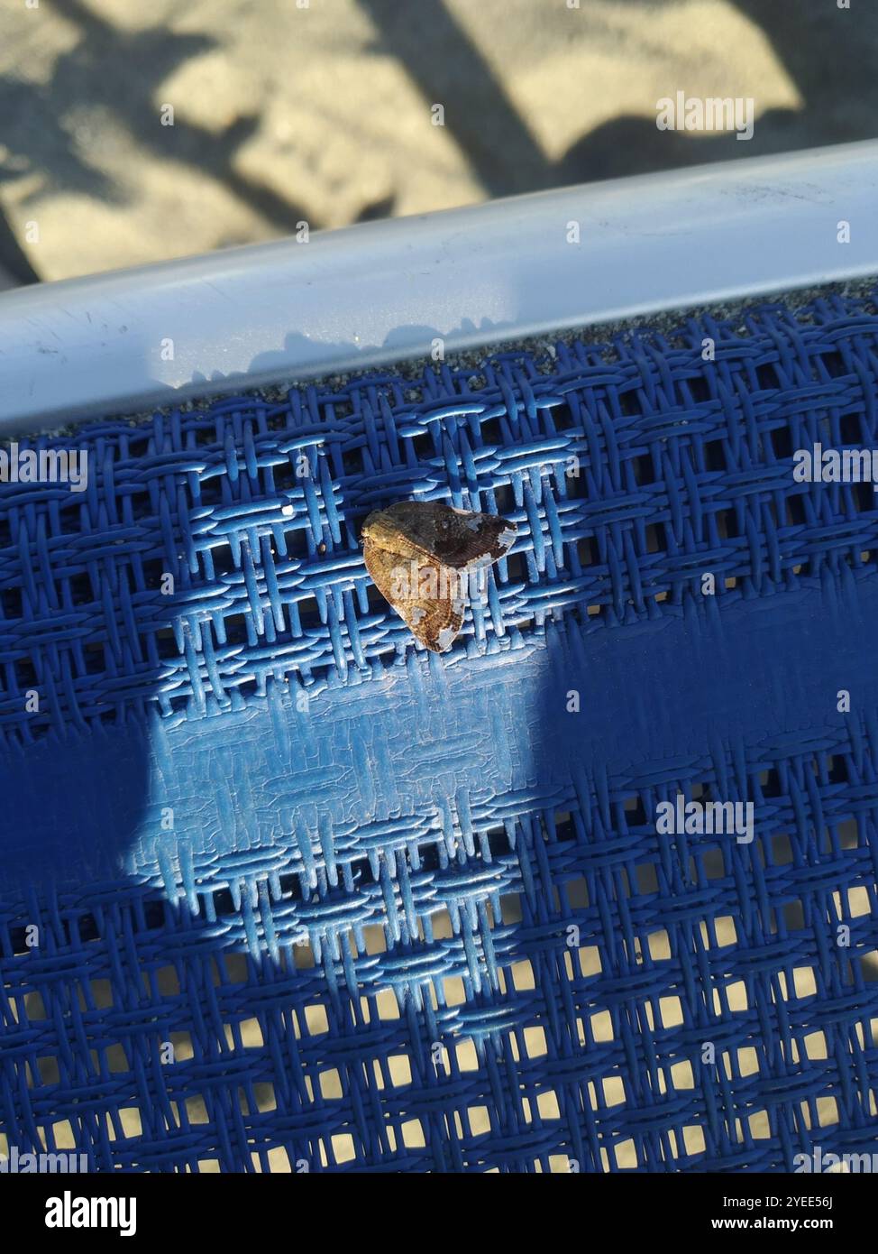 Black planthopper (Ricania speculum Stock Photo - Alamy