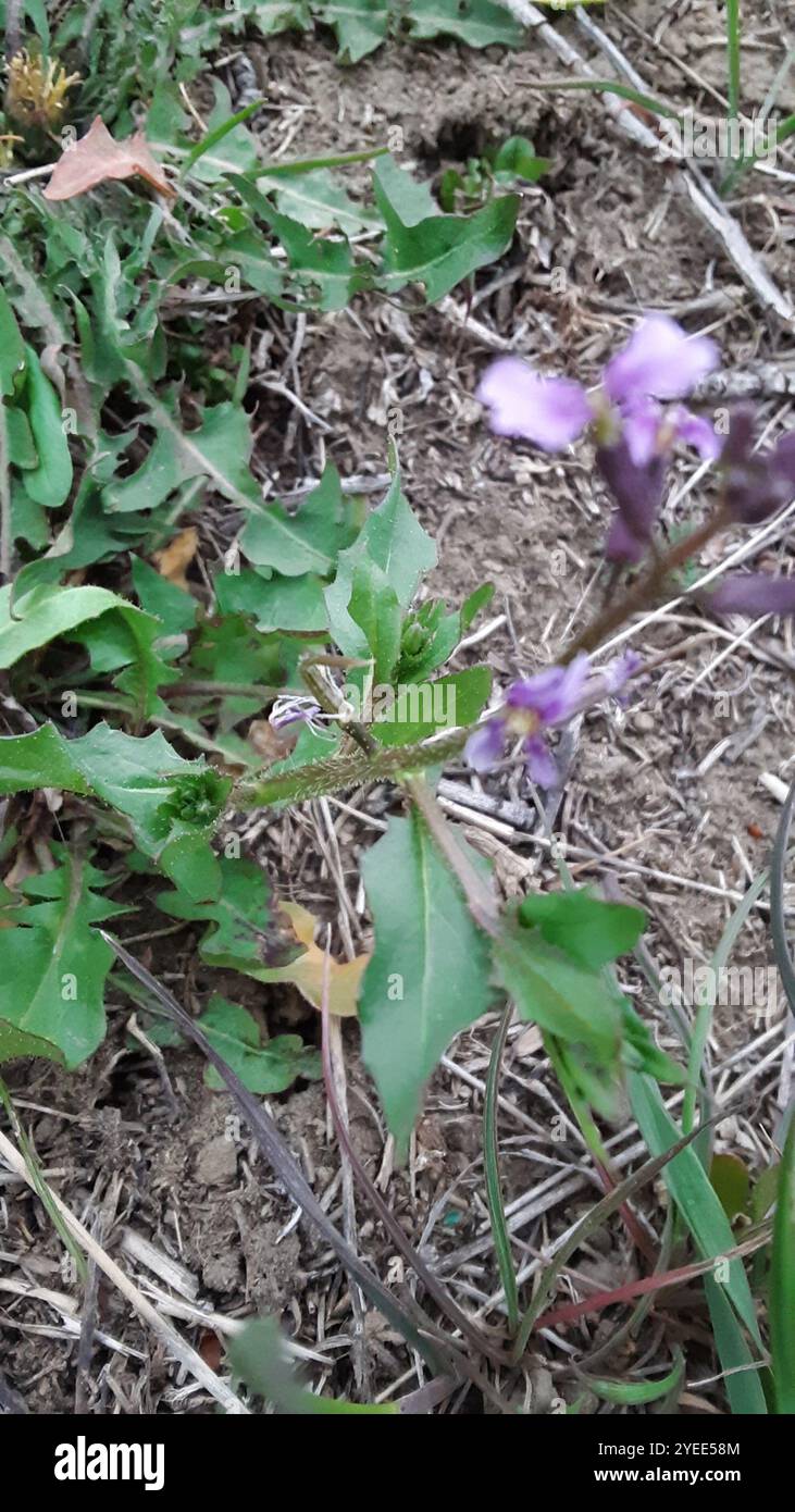crossflower (Chorispora tenella Stock Photo - Alamy