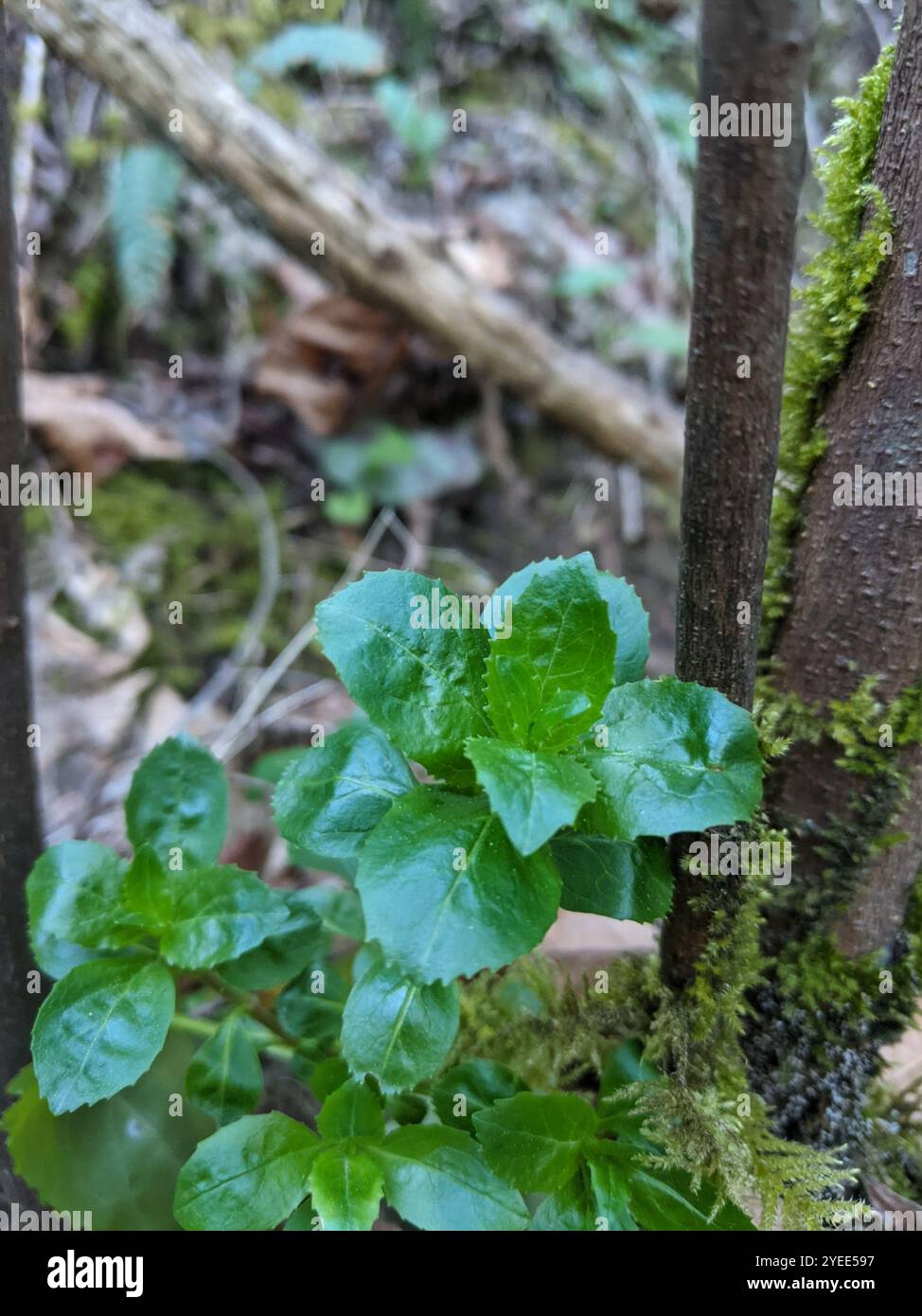 Cascade Beardtongue (Penstemon serrulatus Stock Photo - Alamy