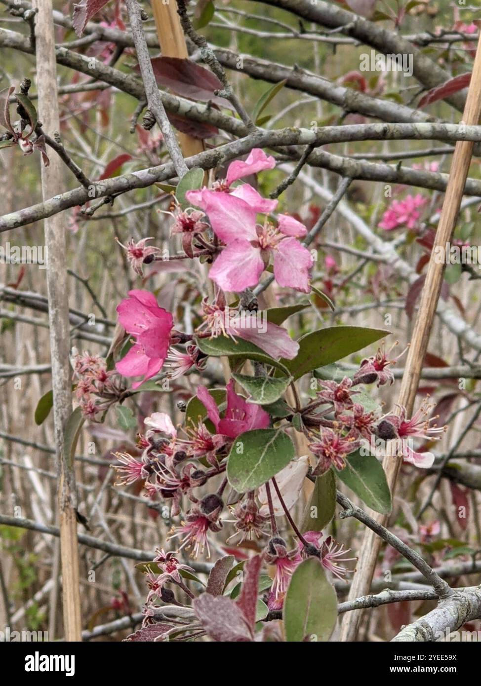 southern crabapple (Malus angustifolia Stock Photo - Alamy