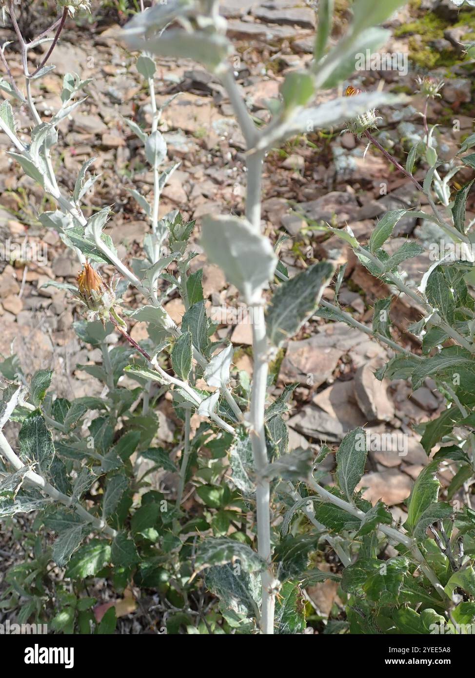 Grey African Thistle (Berkheya fruticosa Stock Photo - Alamy