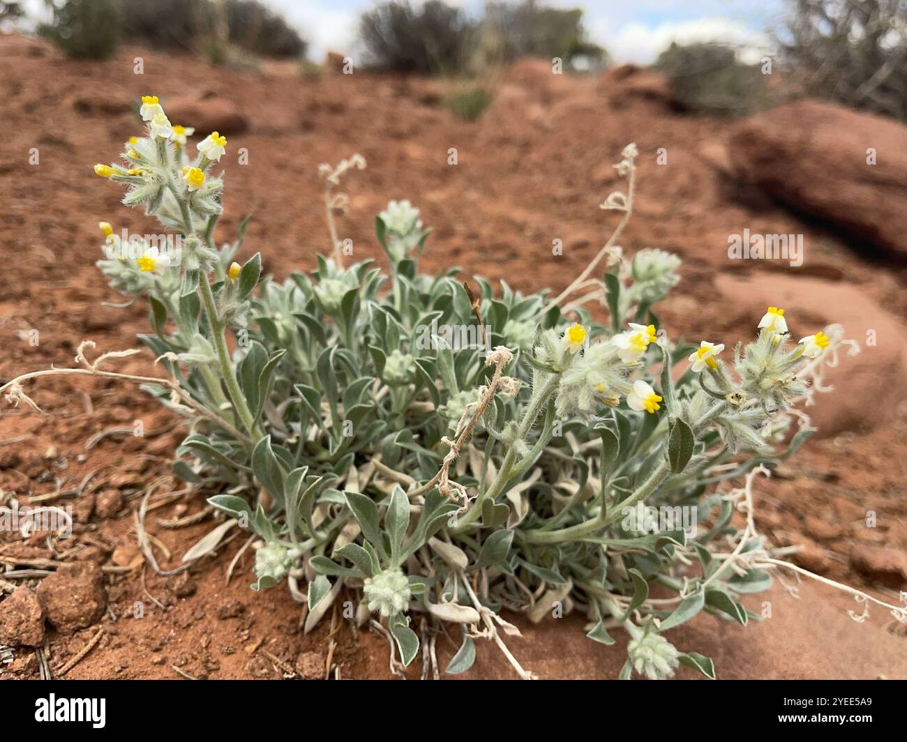 Yellow-eyed Cryptantha (Oreocarya flavoculata Stock Photo - Alamy