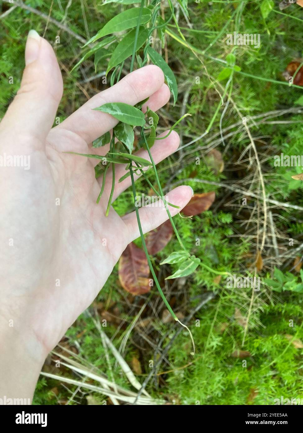 white twinevine (Funastrum clausum Stock Photo - Alamy