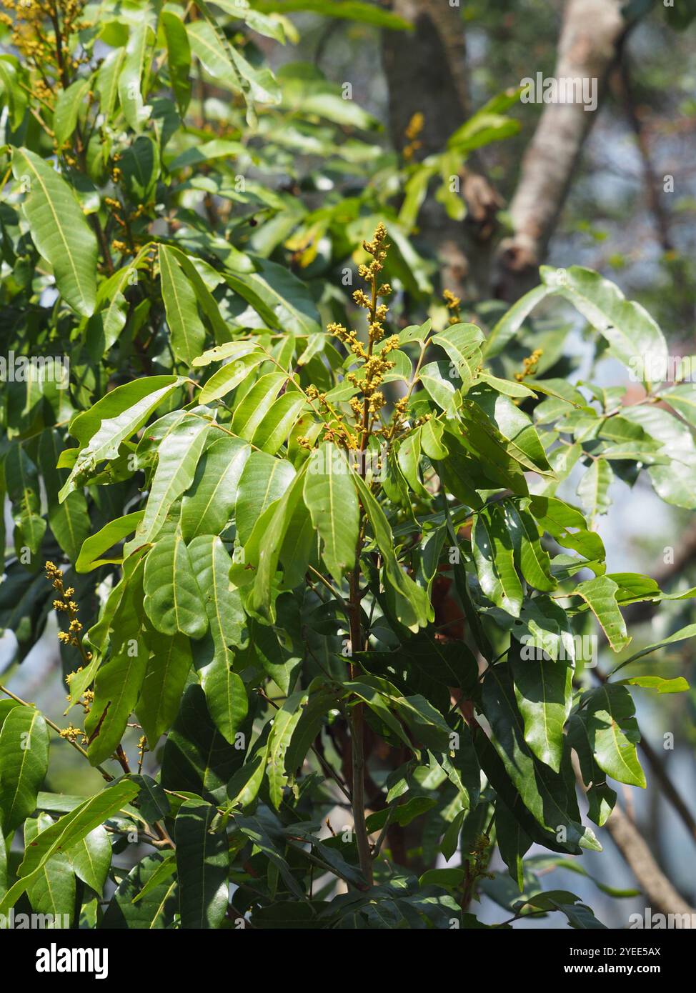 Longan (Dimocarpus longan Stock Photo - Alamy