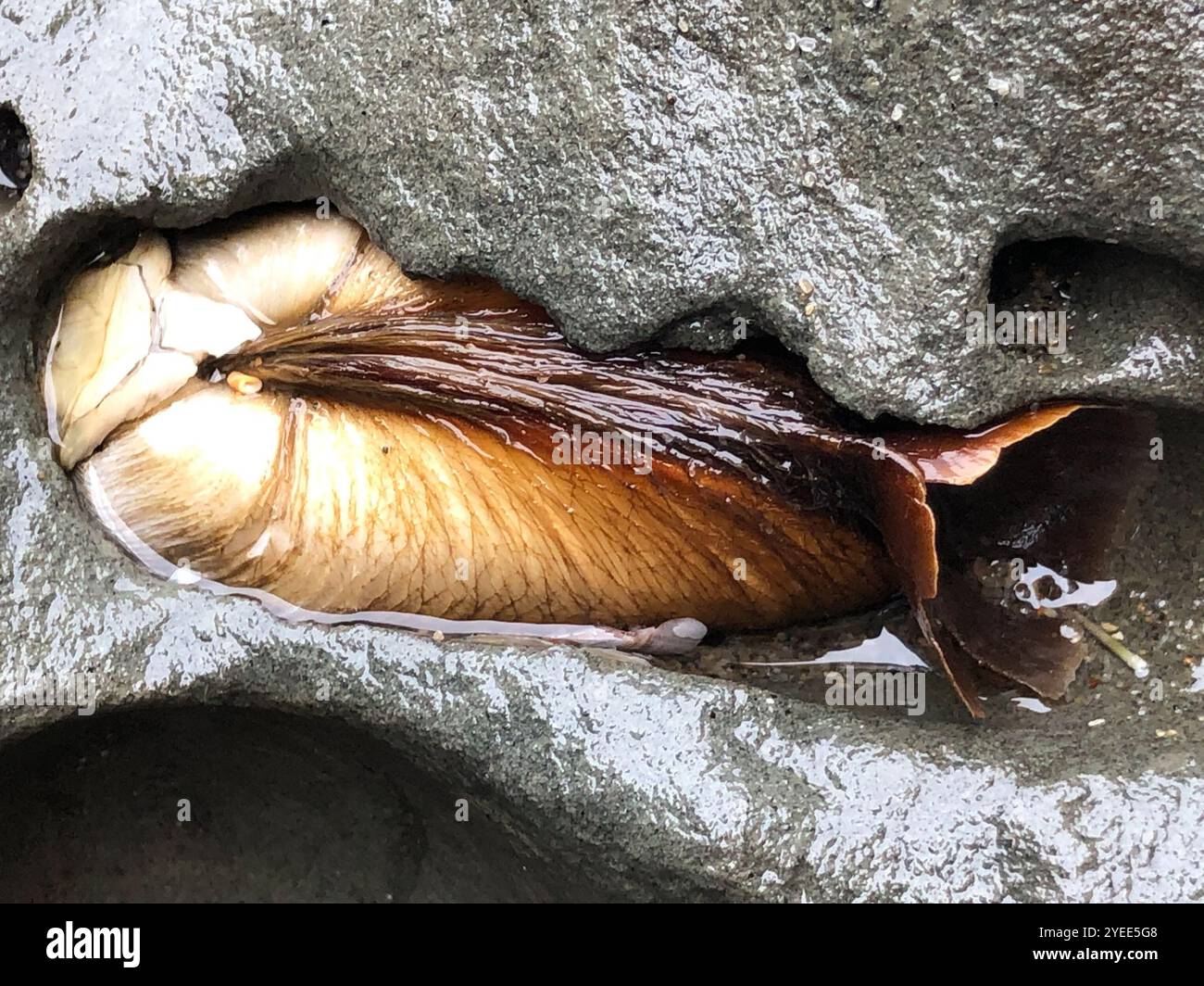 Penitella penita hi-res stock photography and images - Alamy