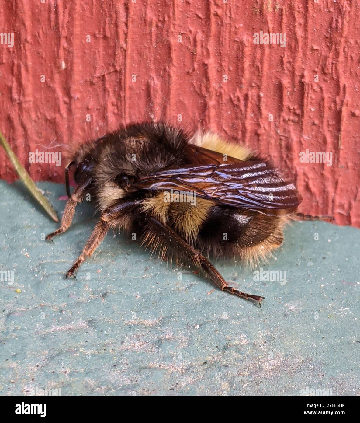 Sitka Bumble Bee (Bombus sitkensis Stock Photo - Alamy