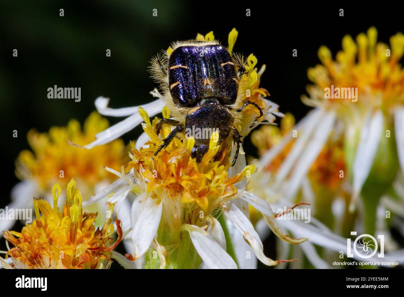 Emerald Flower Scarab (Trichiotinus lunulatus Stock Photo - Alamy