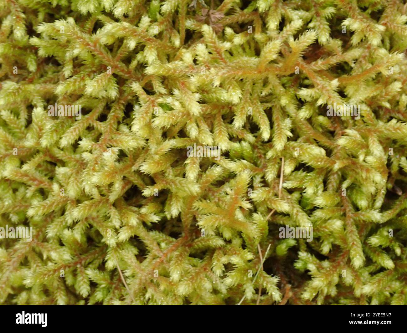 Pendulous Wing-moss (Antitrichia curtipendula Stock Photo - Alamy